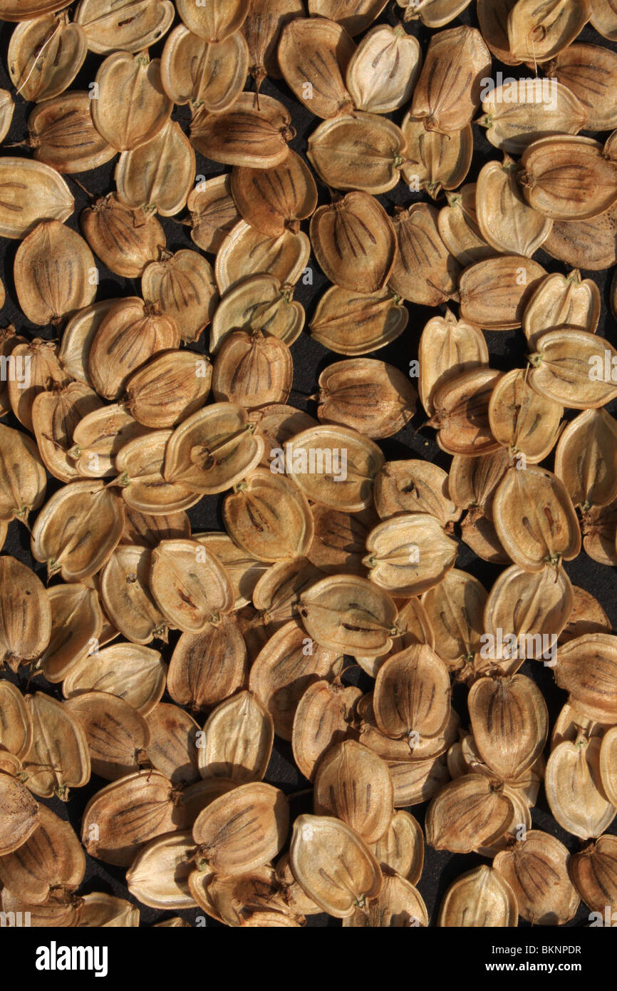 zaden van gewone Berenklauw Stock Photo - Alamy