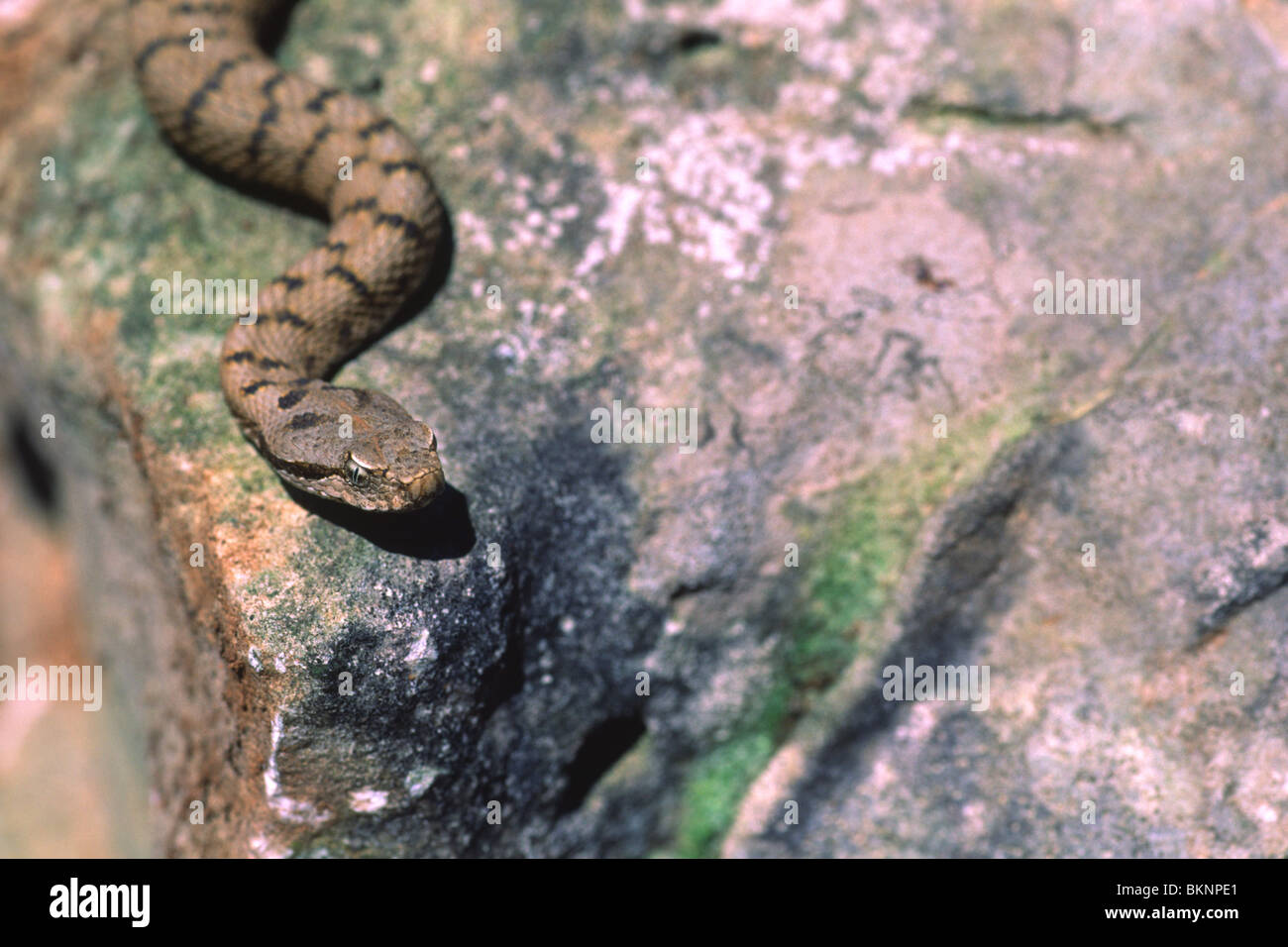 asp snake on a rock Stock Photo - Alamy