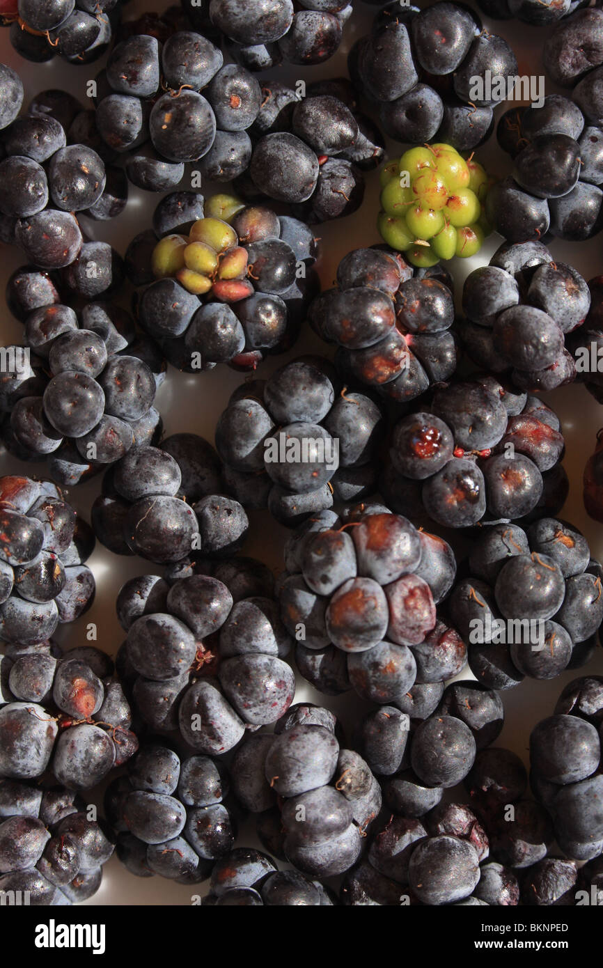 Blauwe bessen hi-res stock photography and images - Alamy