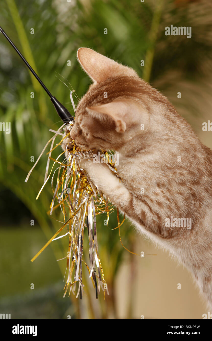 Ocicats hi-res stock photography and images - Alamy