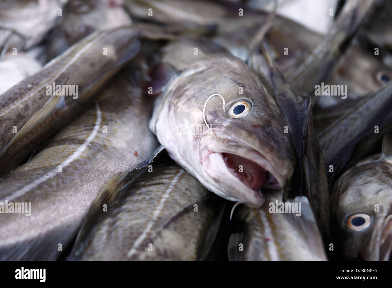 Atlantic container line hi-res stock photography and images - Alamy