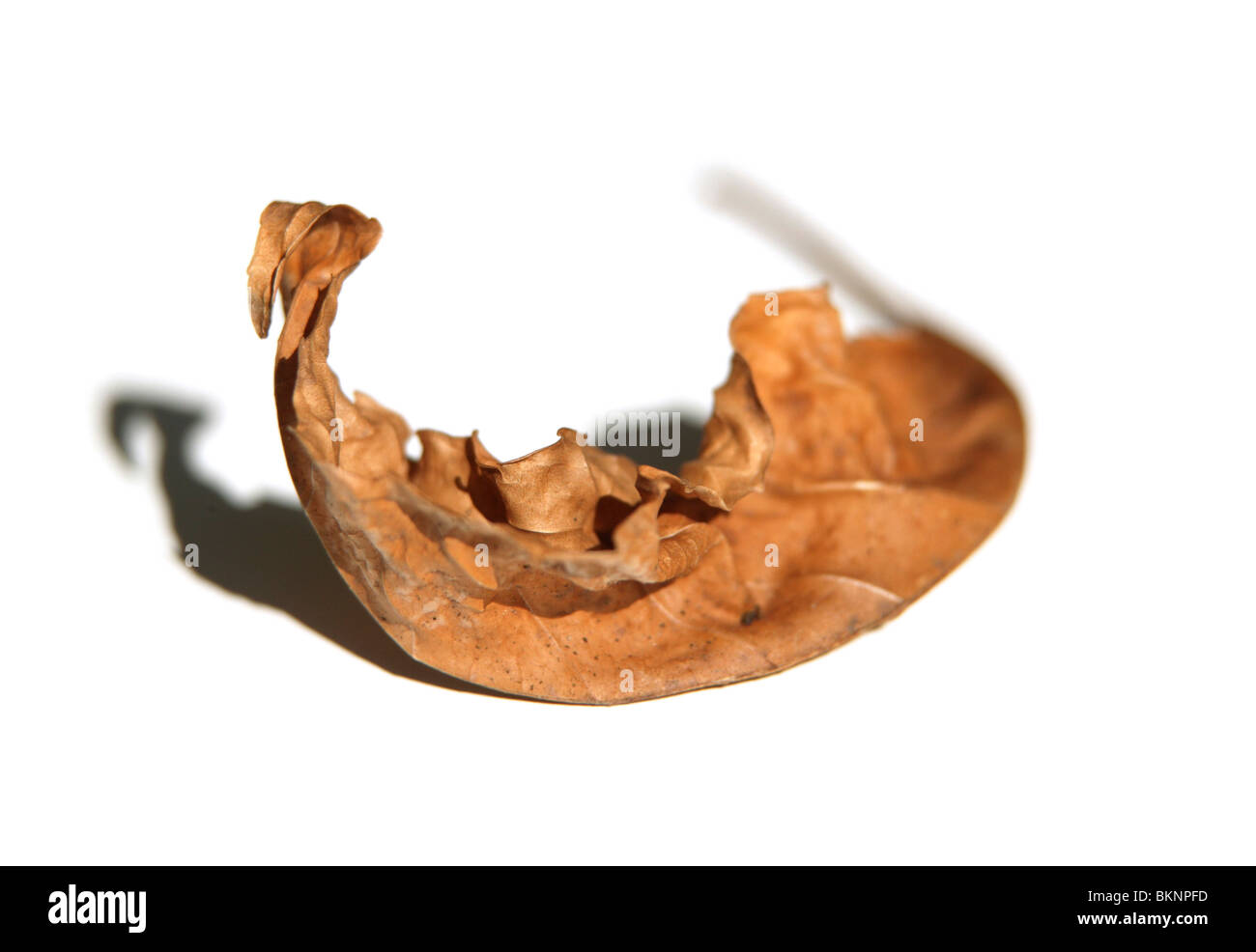 Curled leaf Cut Out Stock Images & Pictures - Alamy