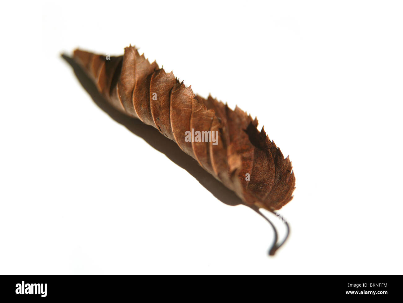 Curled dry dead leaf Cut Out Stock Images & Pictures - Alamy