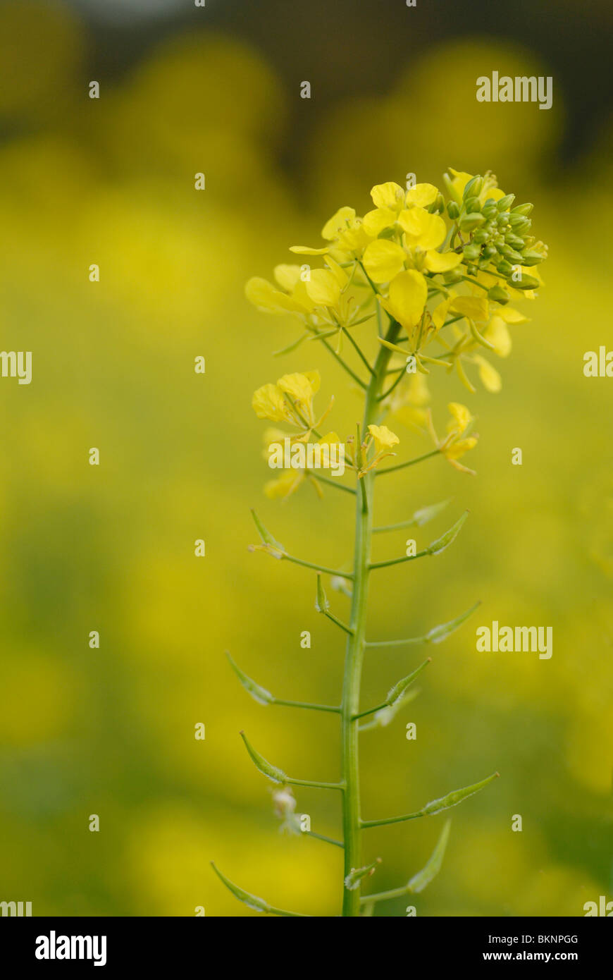 Rapeseed flowering during autumn Stock Photo - Alamy
