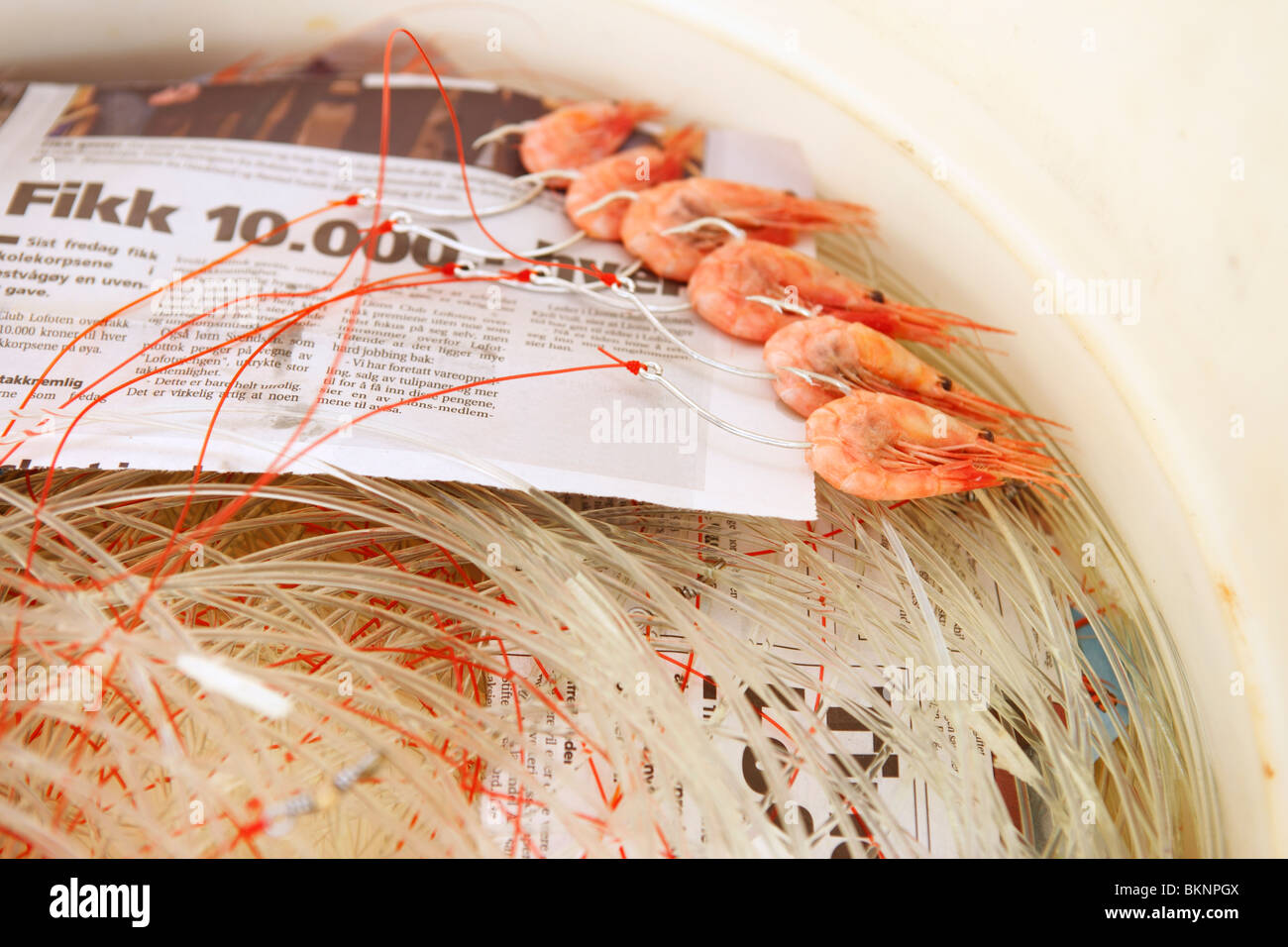 Fisherman prepares the bait for line caught cod in Ballstad fishing ...