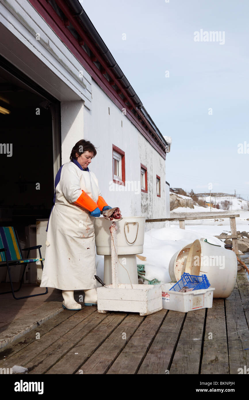 Fisherman's wife fillets the catch of cod fish in Ballstad fishing ...