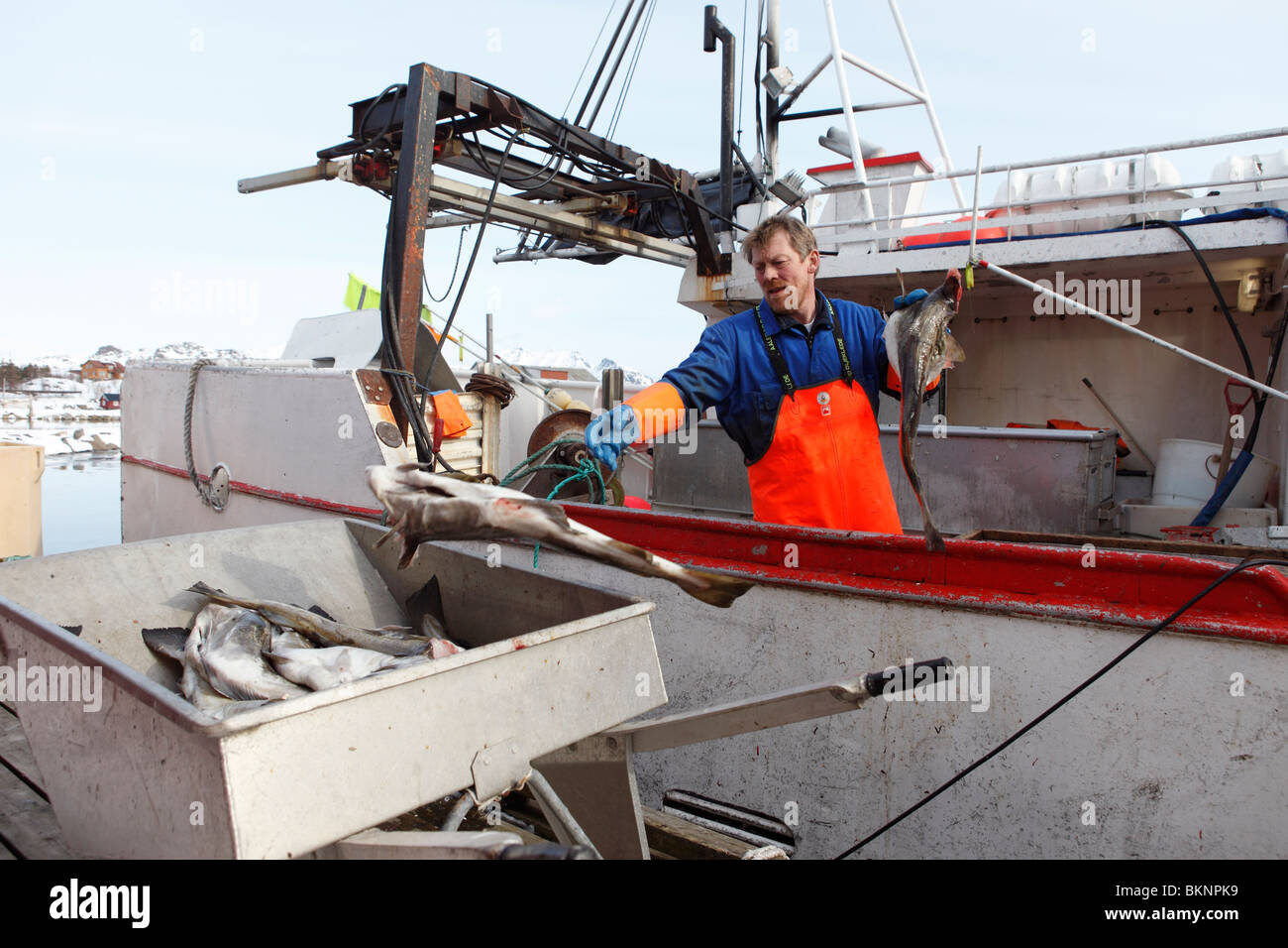 Fishing trawler cod hi-res stock photography and images - Alamy