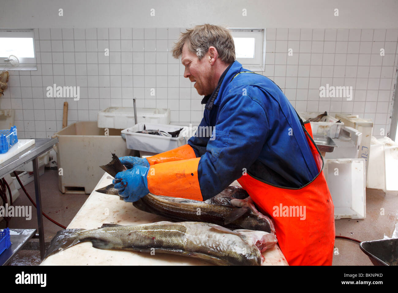 Norwegian Klippfisk High Resolution Stock Photography and Images - Alamy