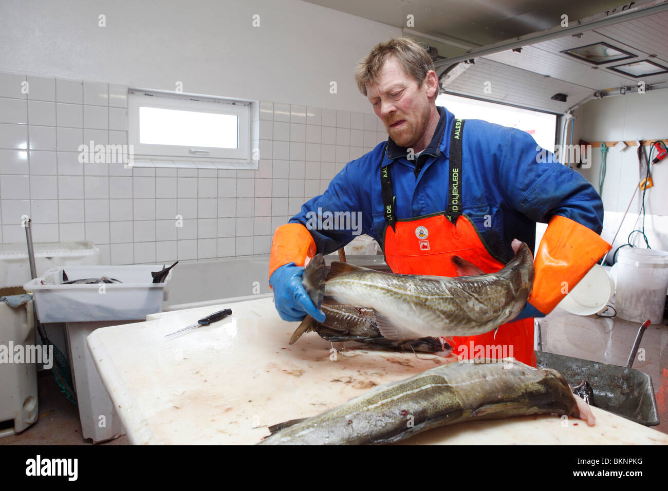 Baccala italy fish cod hi-res stock photography and images - Alamy