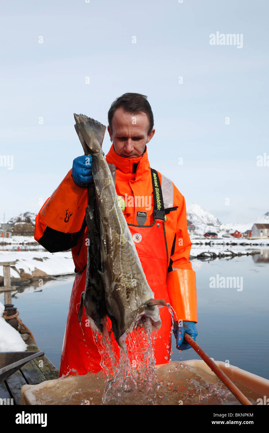 Baccala italy fish cod hi-res stock photography and images - Alamy