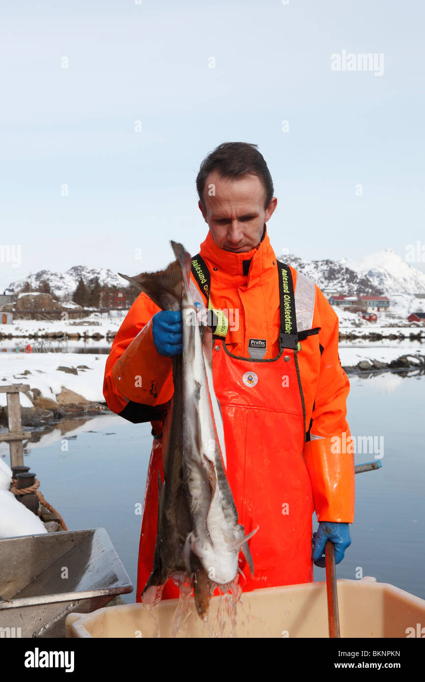 Fisherman washes cod fish before hanging to dry in Ballstad fishing ...