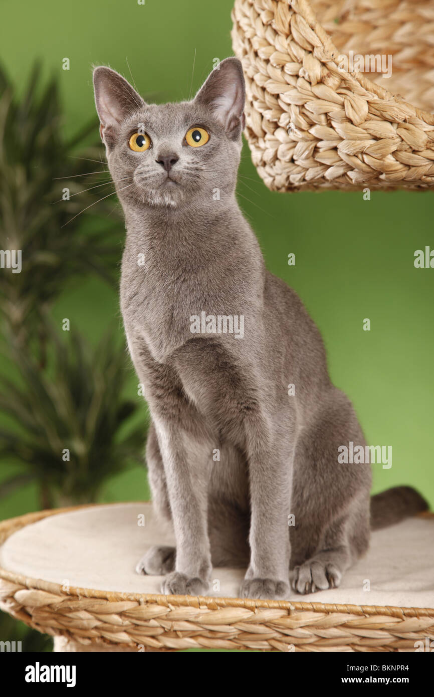 junge Ocicat / young Ocicat Stock Photo - Alamy