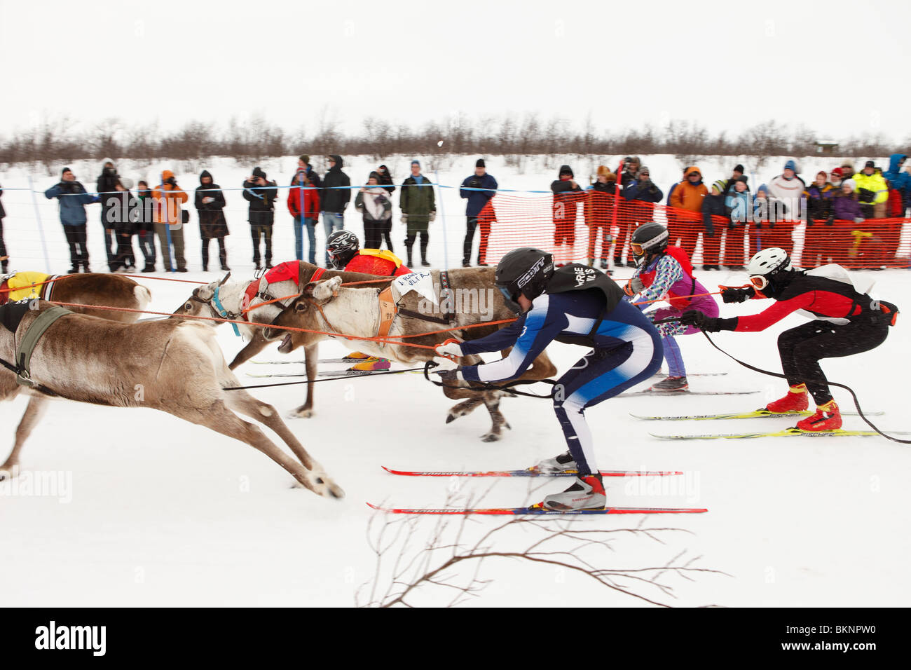 Reindeer Racing World Cup, held during the Sámi Easter Festival in ...
