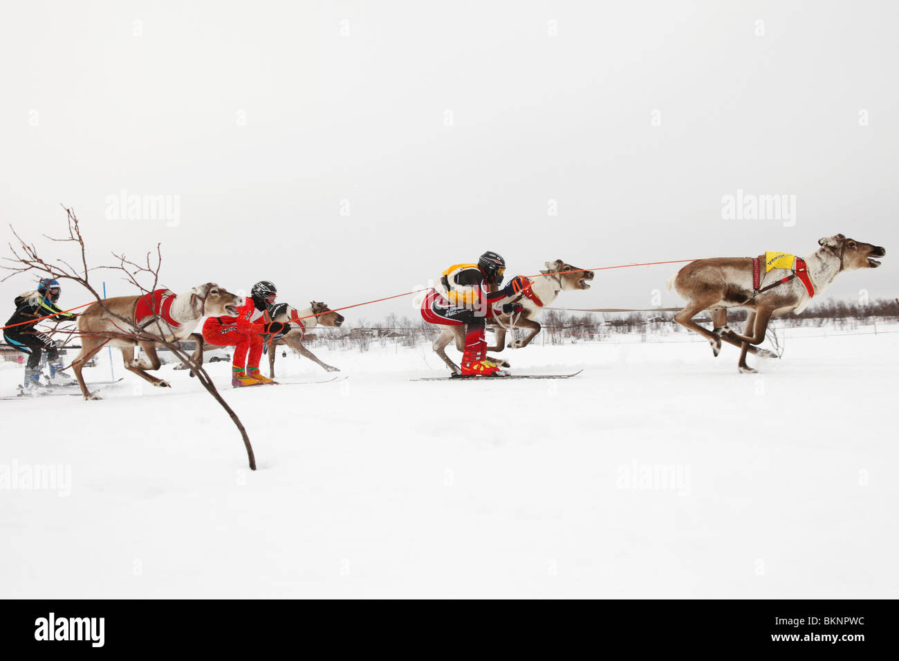 Reindeer Racing World Cup, held during the Sámi Easter Festival in ...