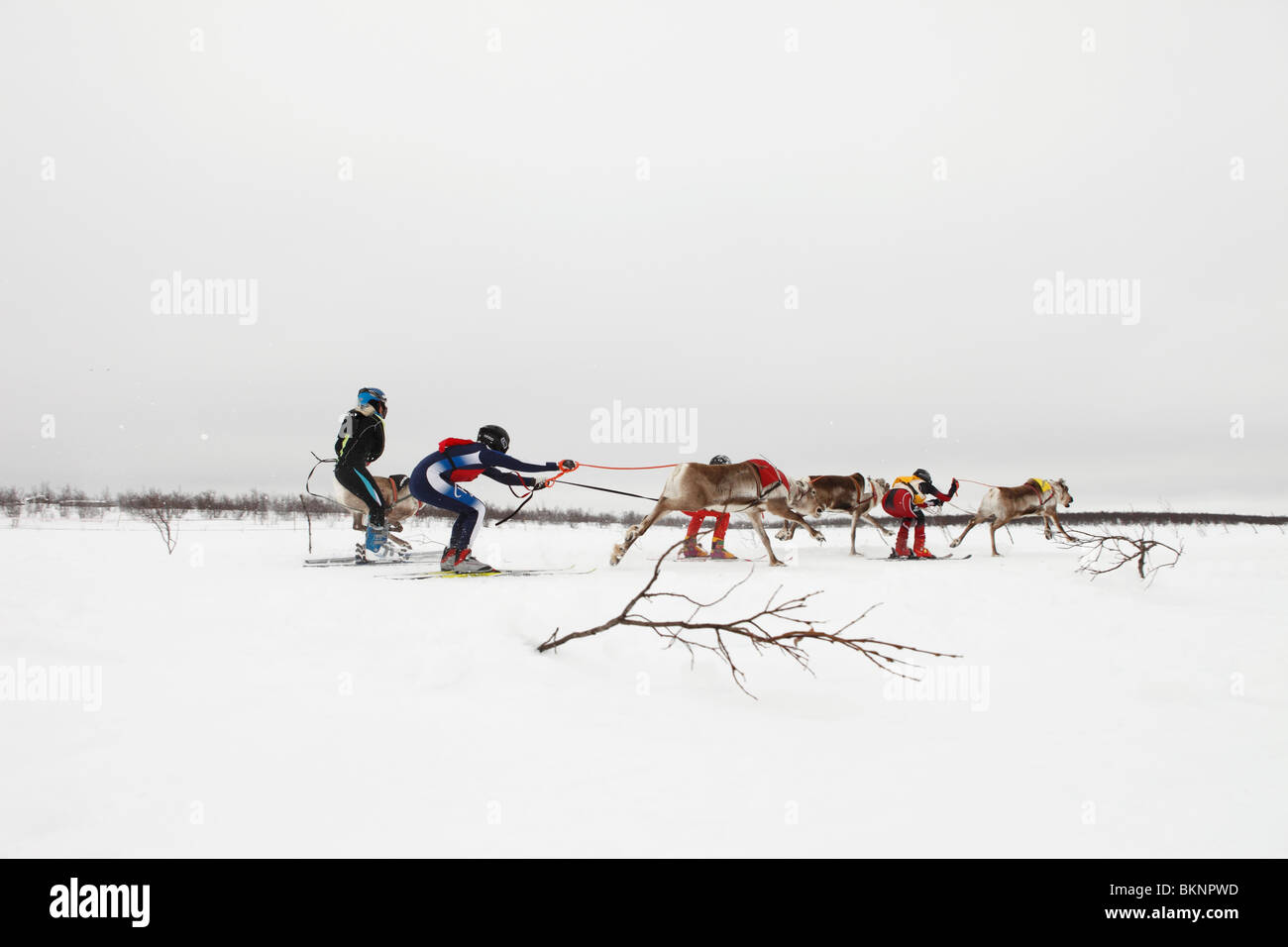 Reindeer Racing World Cup, held during the Sámi Easter Festival in ...
