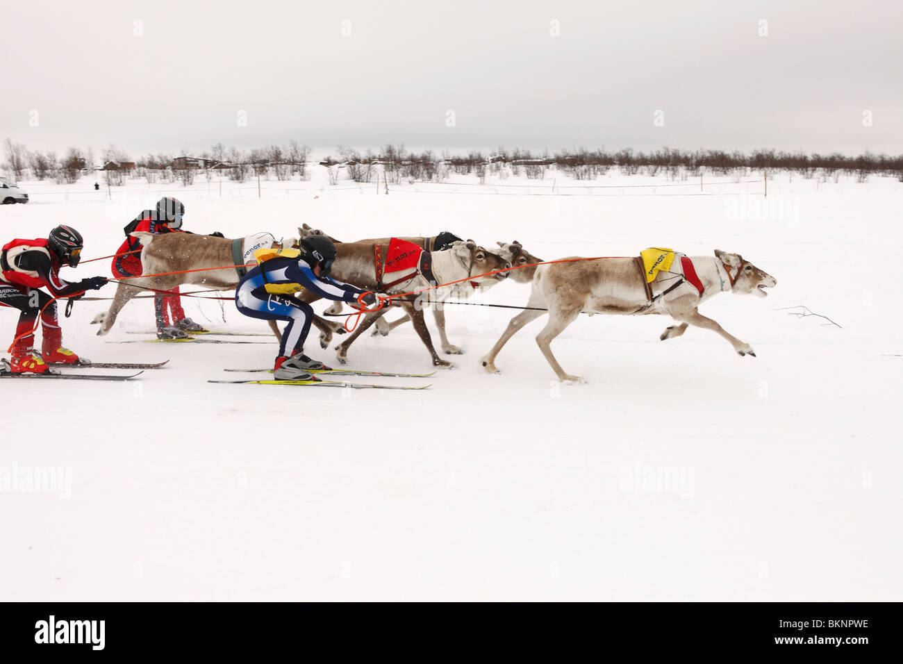 Reindeer Racing World Cup, held during the Sámi Easter Festival in ...