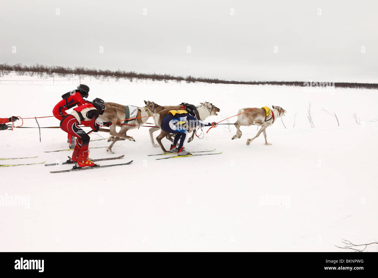 Reindeer Racing World Cup, held during the Sámi Easter Festival in ...