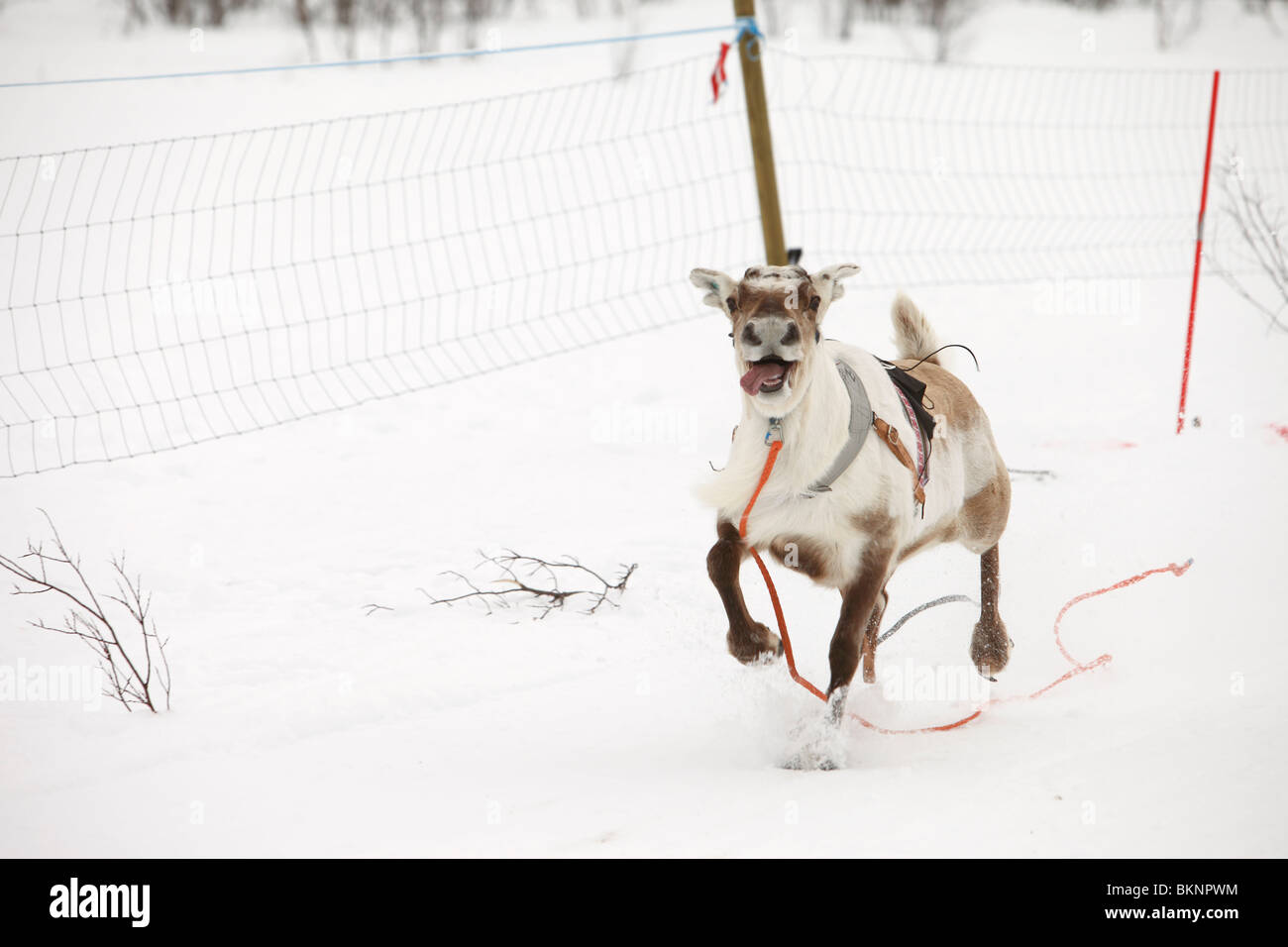Reindeer Racing World Cup, held during the Sámi Easter Festival in ...
