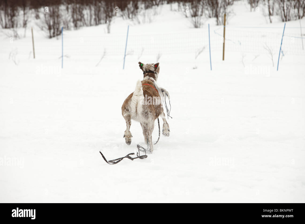 Reindeer Racing World Cup, held during the Sámi Easter Festival in ...
