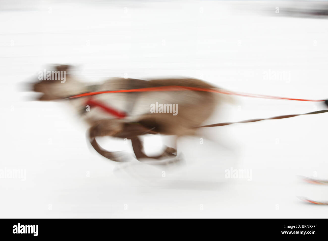 Reindeer Racing World Cup, held during the Sámi Easter Festival in ...