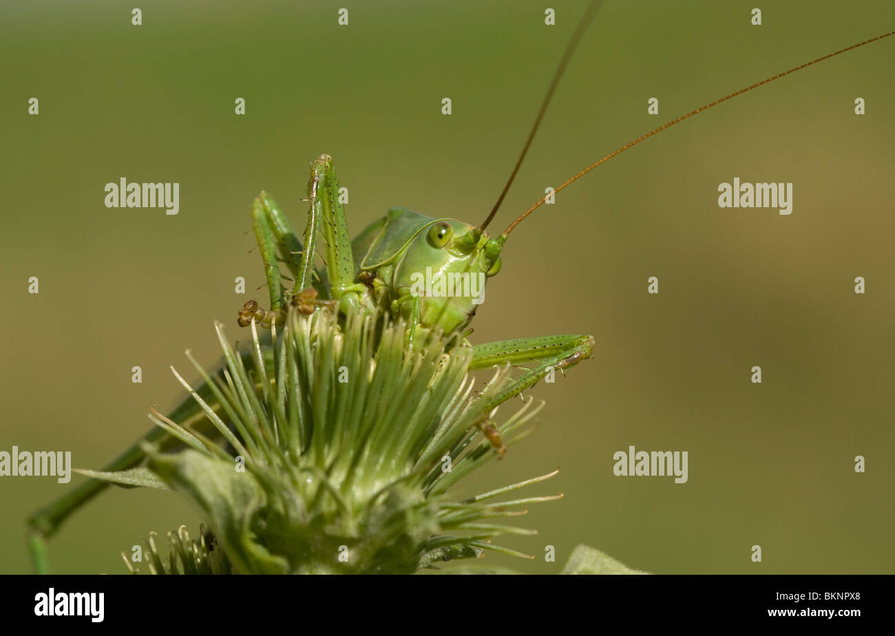 Great Green Grashopper Stock Photo - Alamy