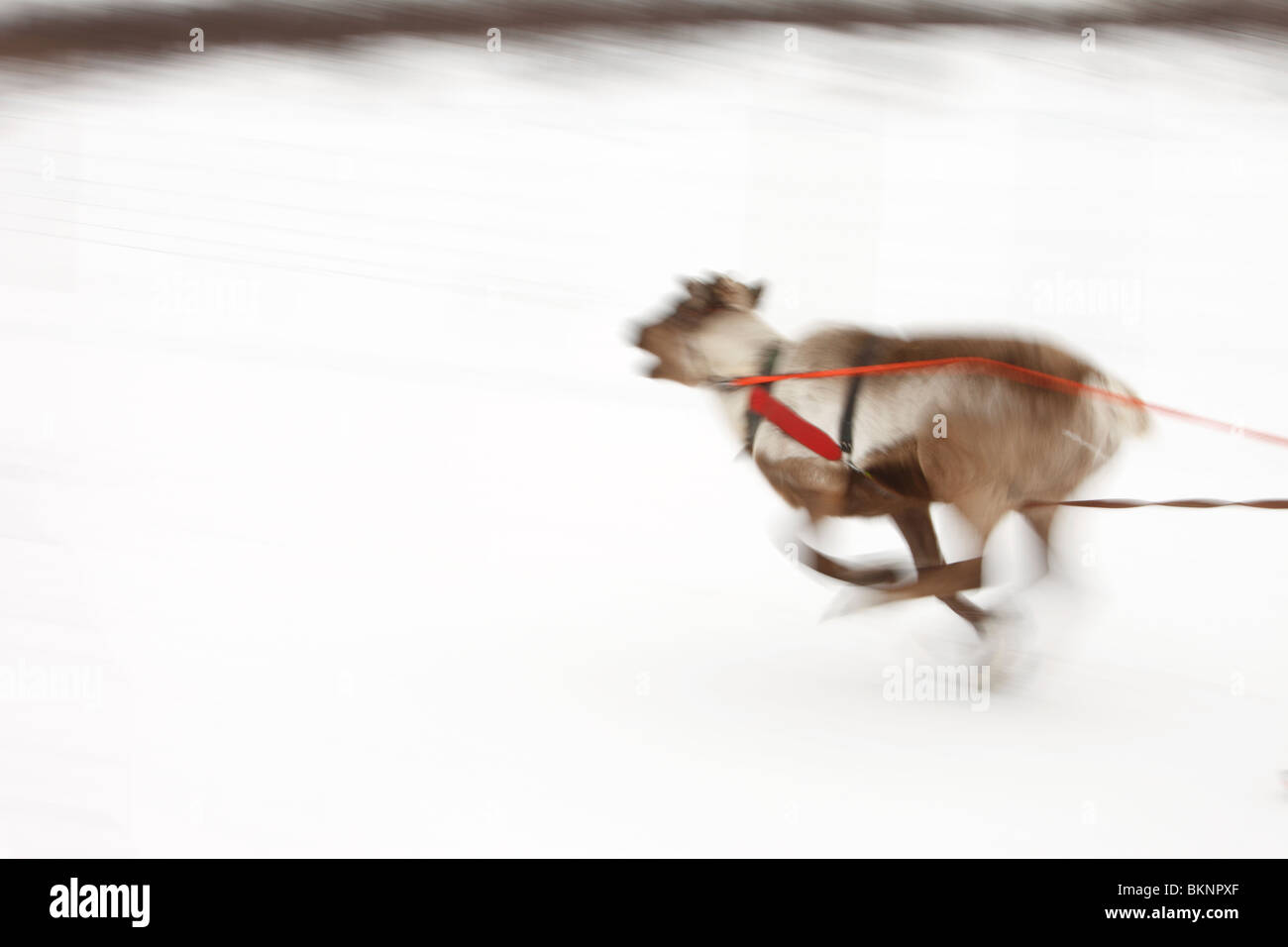 Reindeer Racing World Cup, held during the Sámi Easter Festival in ...