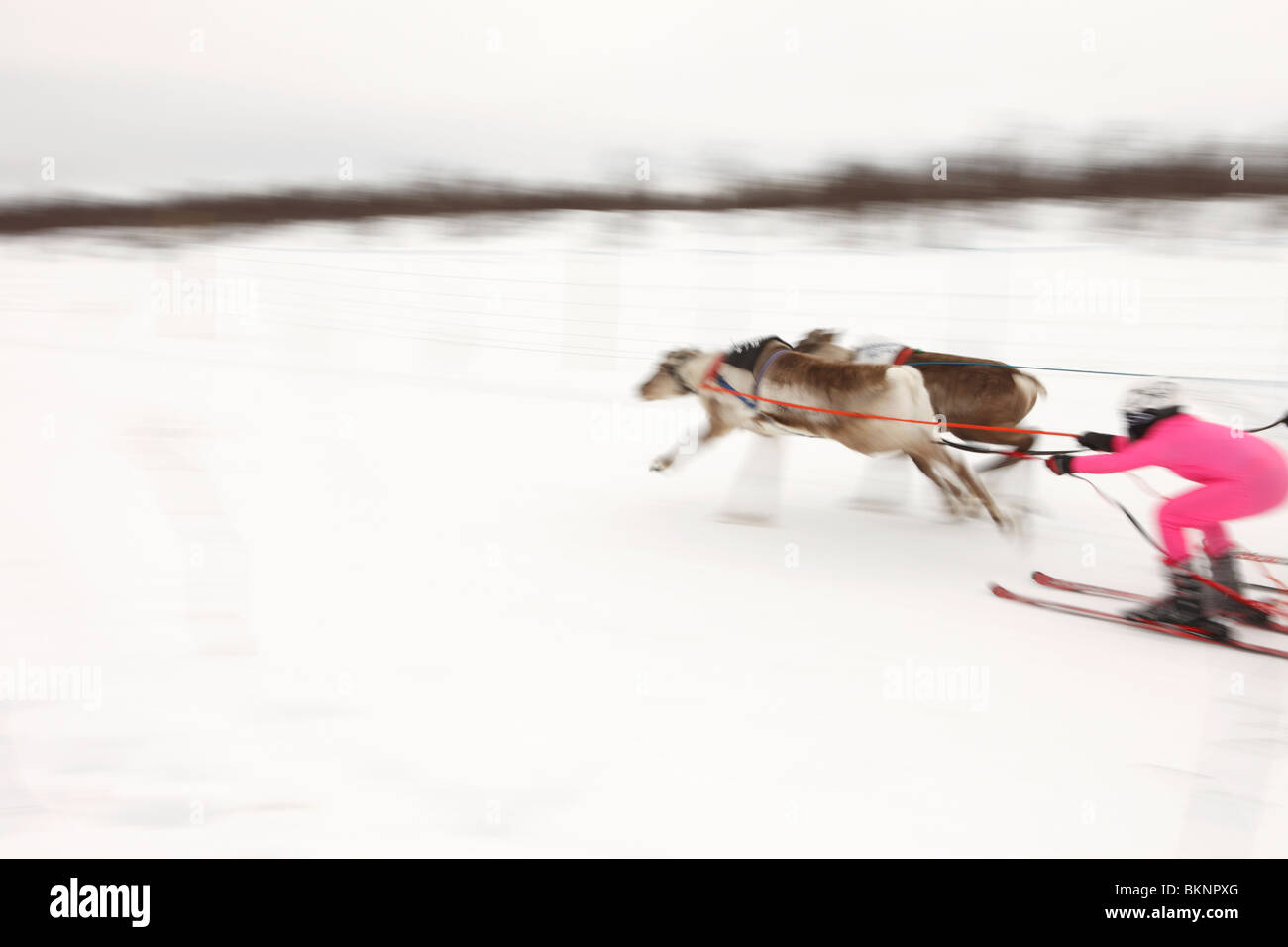 Reindeer Racing World Cup, held during the Sámi Easter Festival in ...