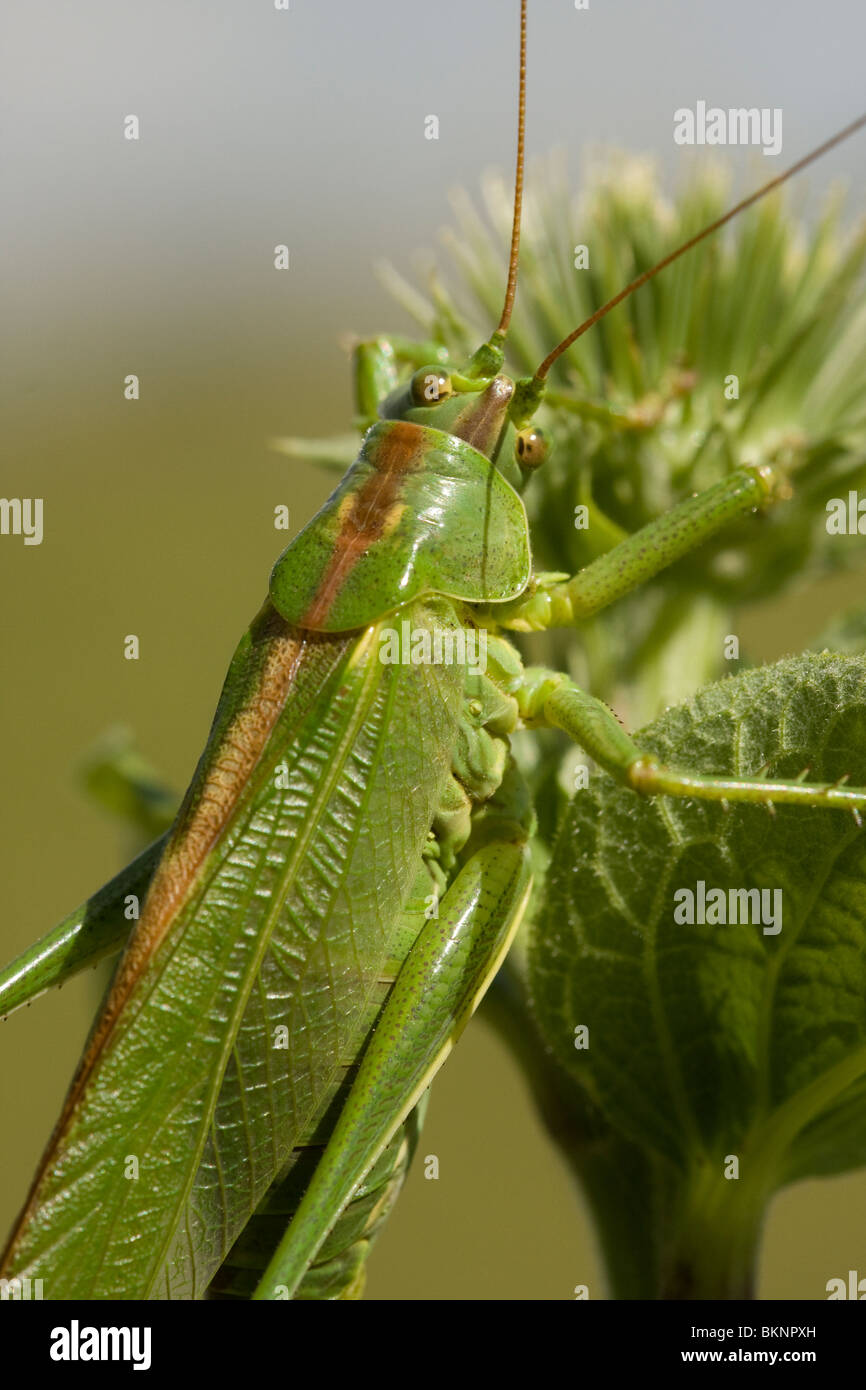 Grote groene hi-res stock photography and images - Alamy