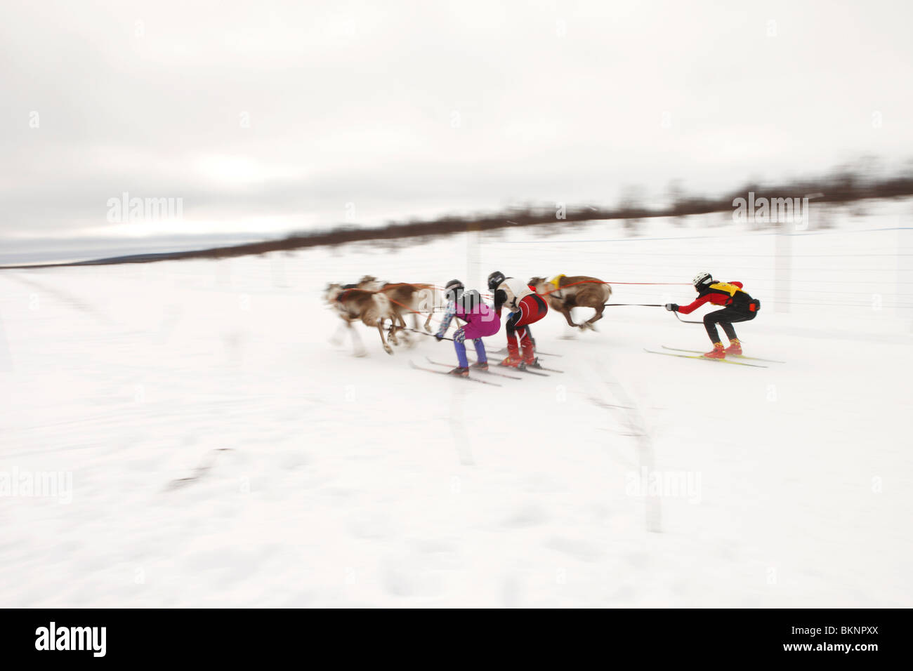 Reindeer Racing World Cup, held during the Sámi Easter Festival in ...