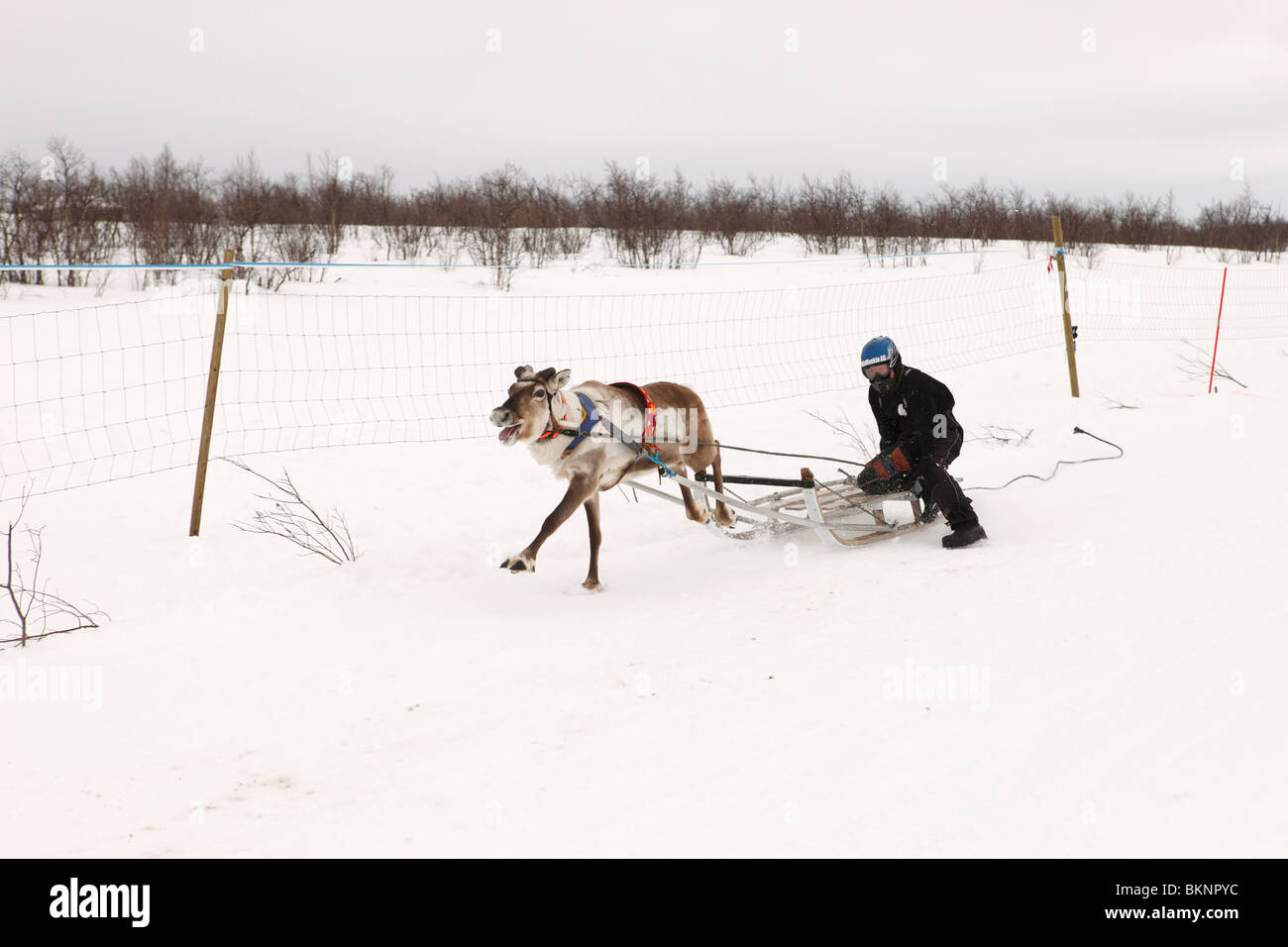 Reindeer Racing World Cup, held during the Sámi Easter Festival in ...