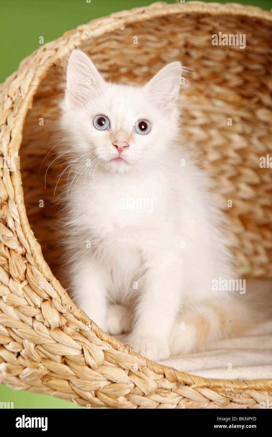 Neva Masquarade Kätzchen / Neva Masquarade kitten Stock Photo - Alamy