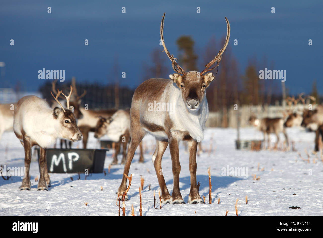 The annual Sami springtime reindeer migration from Stubba nr Gällivare ...