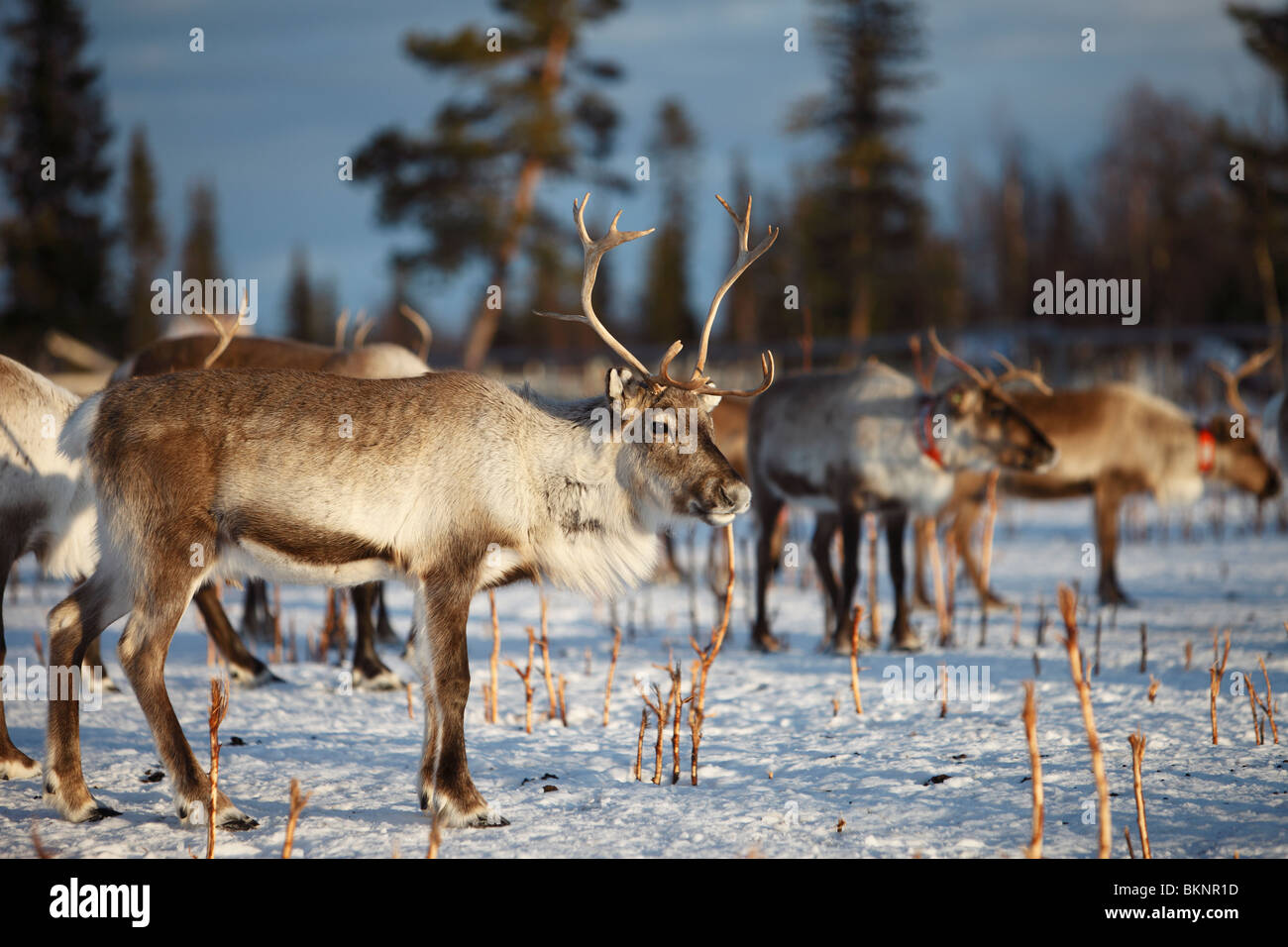 The annual Sami springtime reindeer migration from Stubba nr Gällivare ...