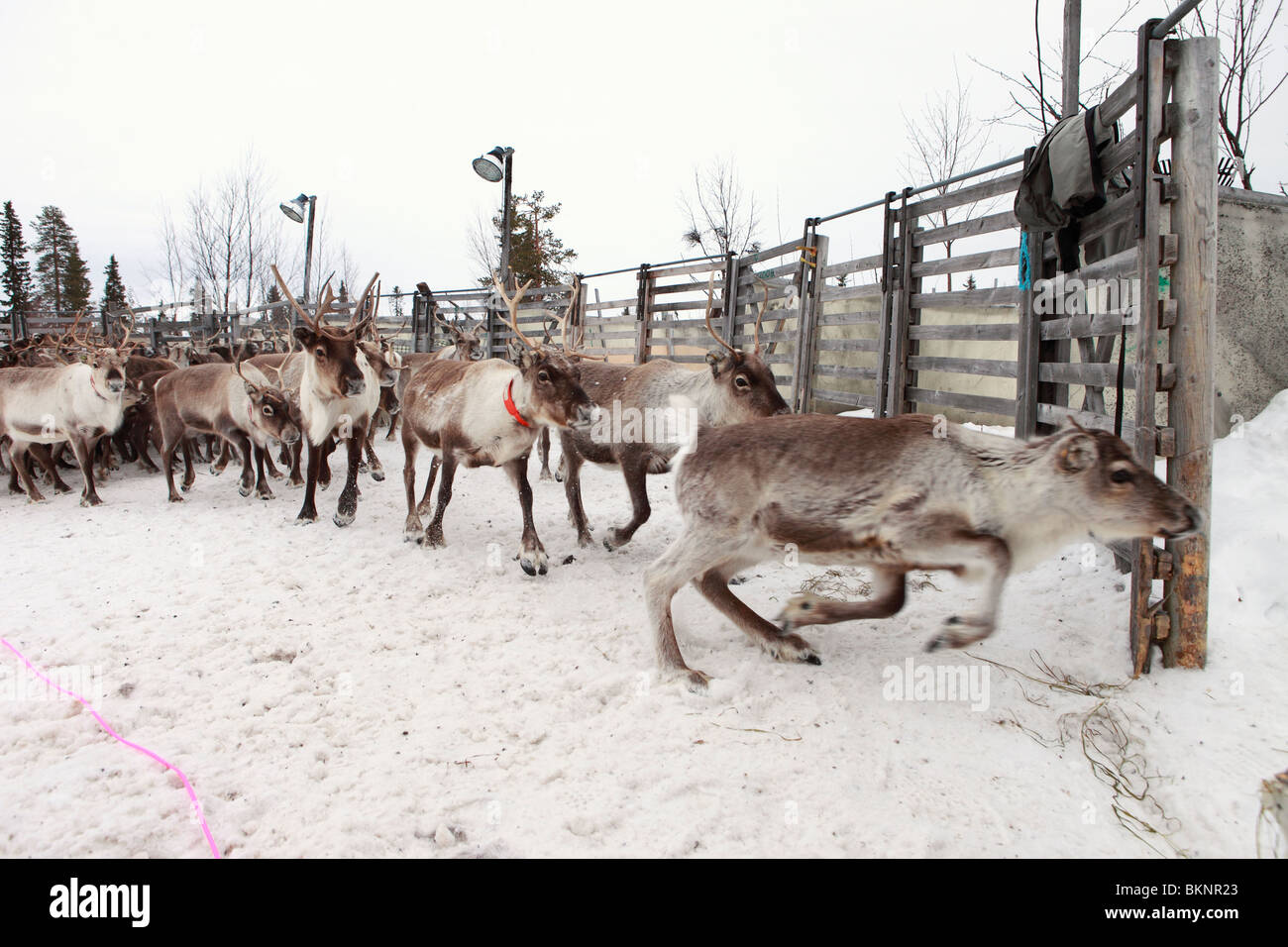 Lapland reindeer lasso hi-res stock photography and images - Alamy