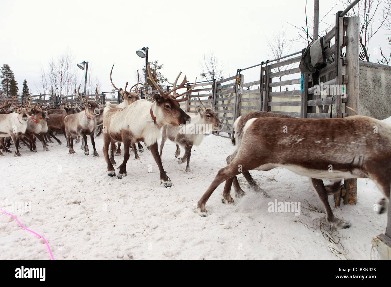 Annual sami springtime reindeer migration hi-res stock photography and ...