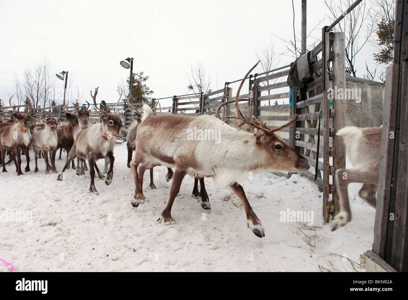 Lapland reindeer lasso hi-res stock photography and images - Alamy