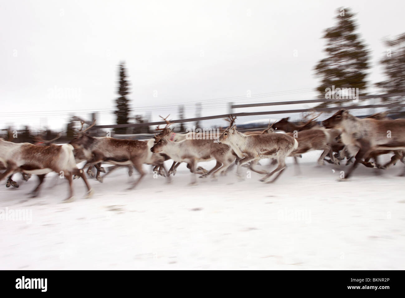The annual Sami springtime reindeer migration from Stubba nr Gällivare ...