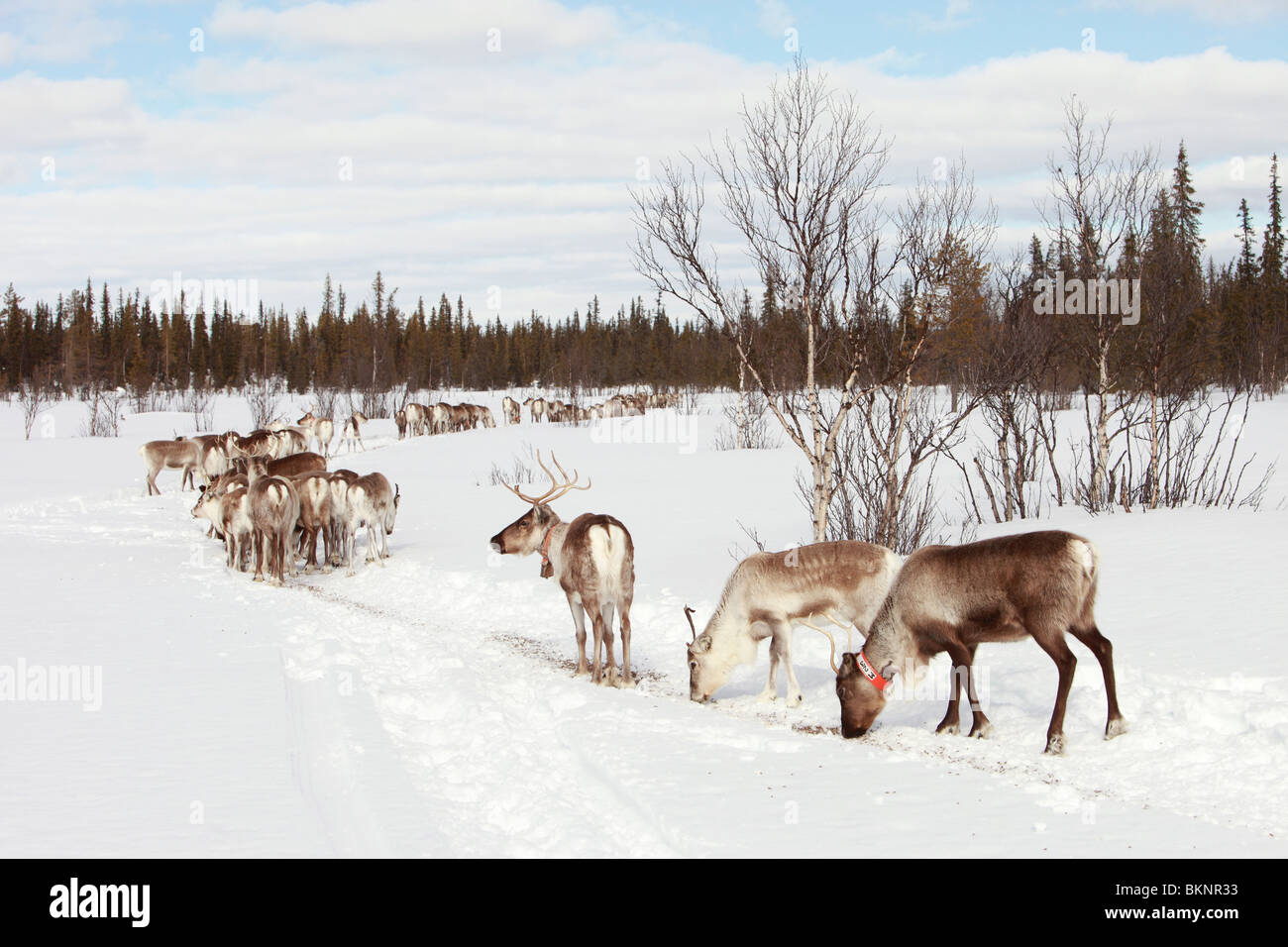 The annual Sami springtime reindeer migration from Stubba nr Gällivare ...