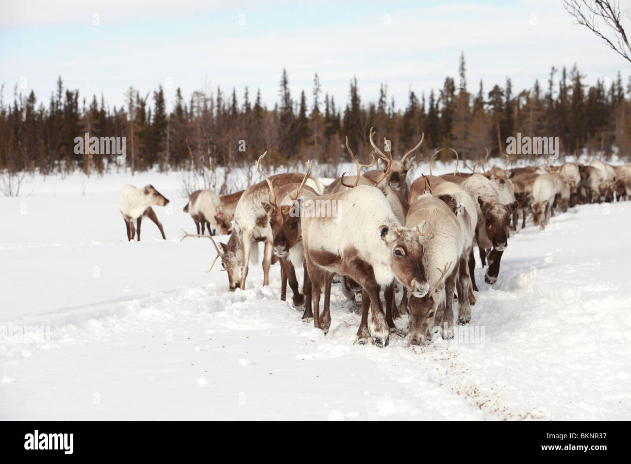 Reindeer migration sweden hi-res stock photography and images - Alamy