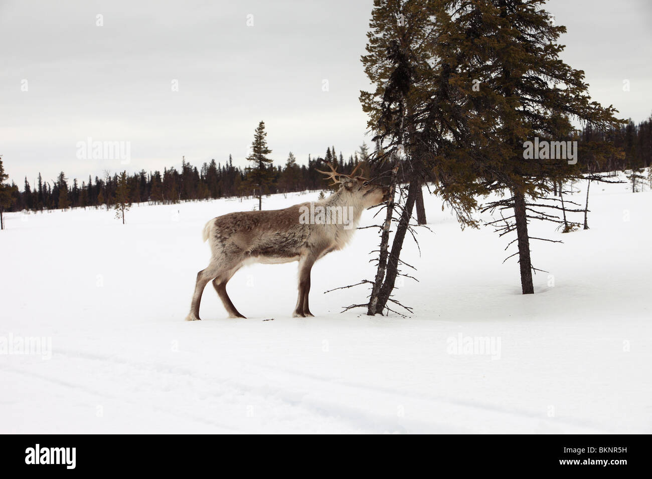 The annual Sami springtime reindeer migration from Stubba nr Gällivare ...