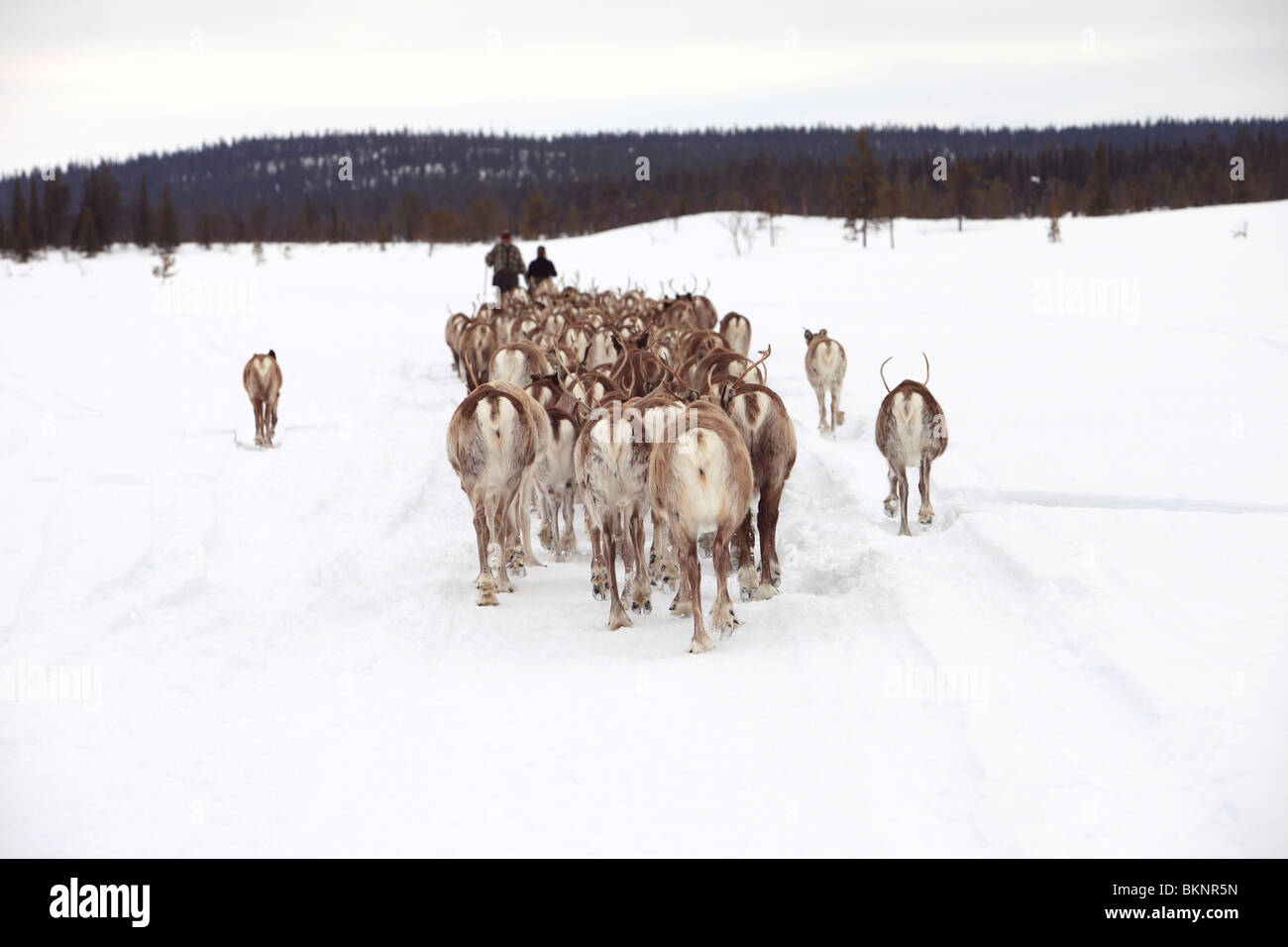 Annual sami springtime reindeer migration hi-res stock photography and ...