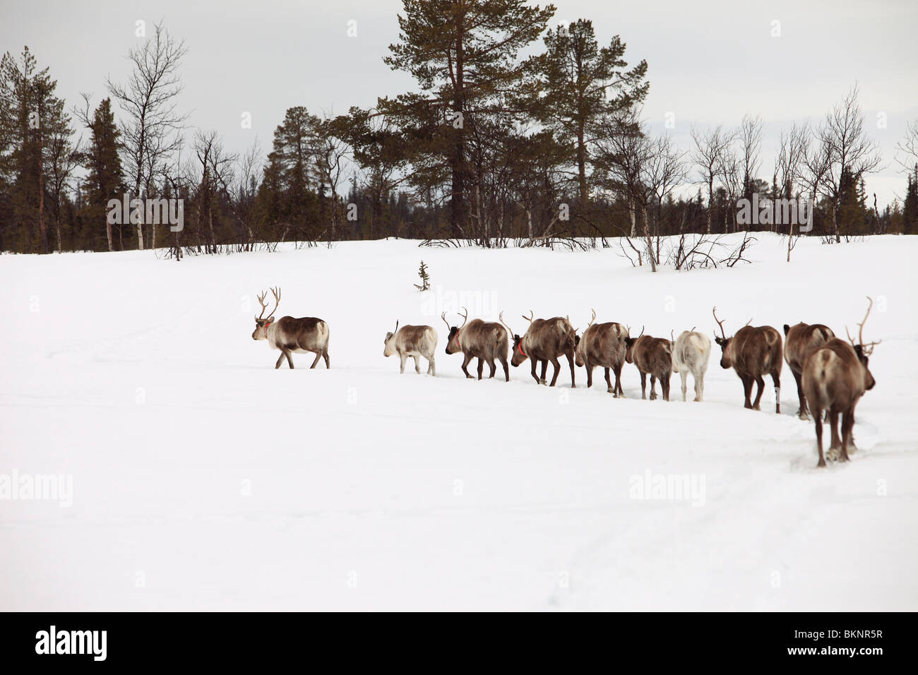 The annual Sami springtime reindeer migration from Stubba nr Gällivare ...