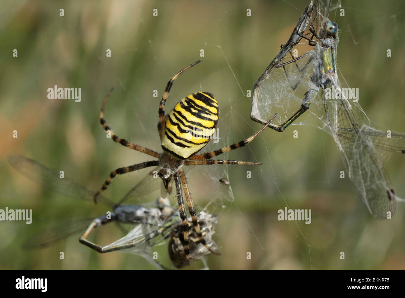 Tijgerspin met als prooi twee Gewone Pantserjuffers; Wasp spider with ...