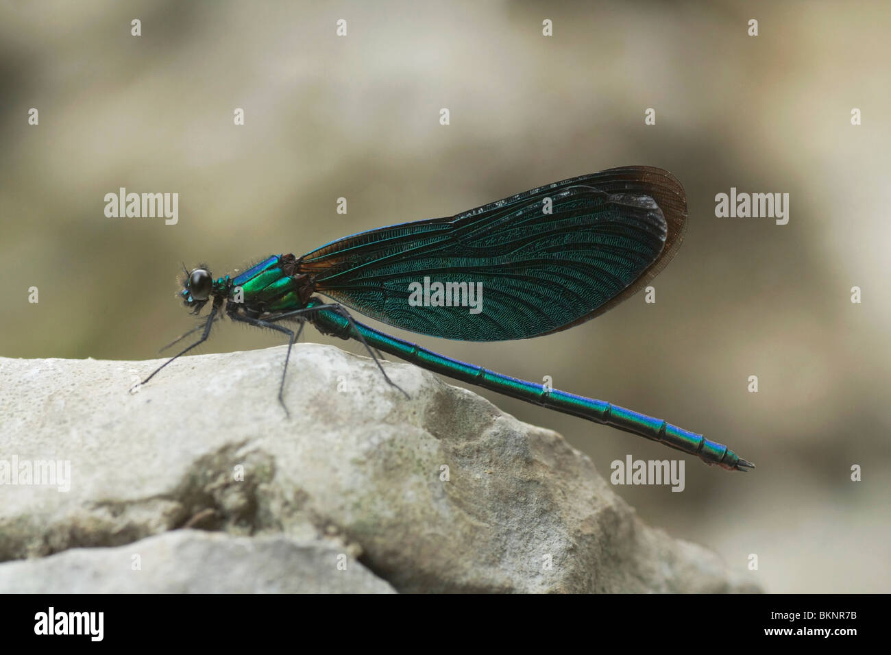 Verdedigen hi-res stock photography and images - Alamy