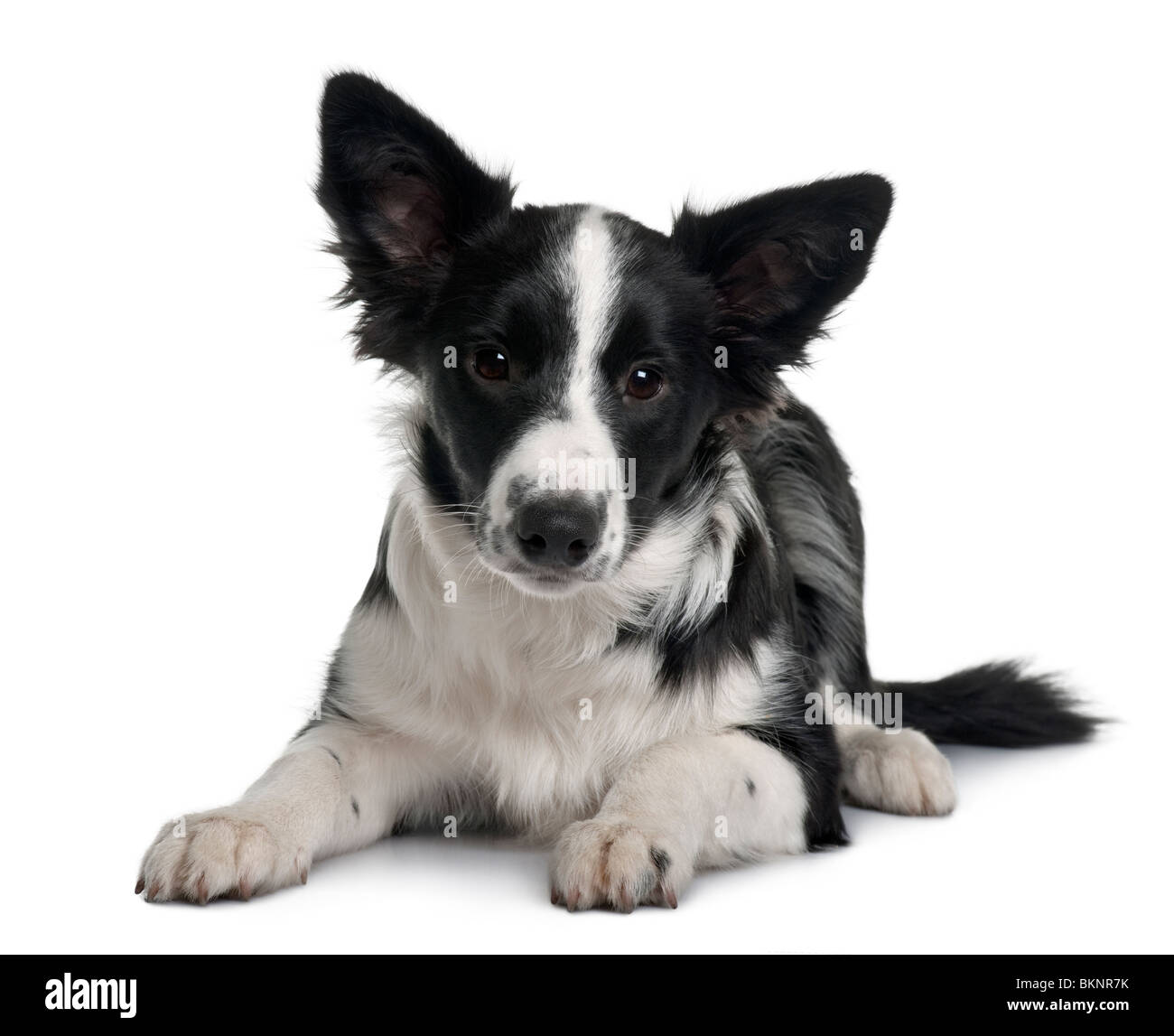 Border collie, 4 months old, sitting in front of white background Stock ...