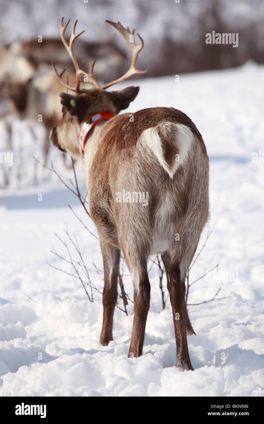 Stop annual migration hi-res stock photography and images - Alamy