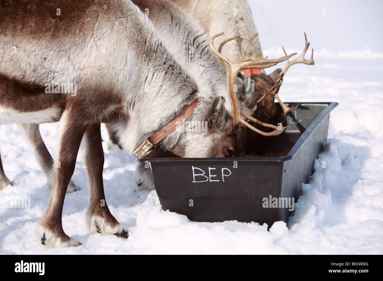 The annual Sami springtime reindeer migration from Stubba nr Gällivare ...