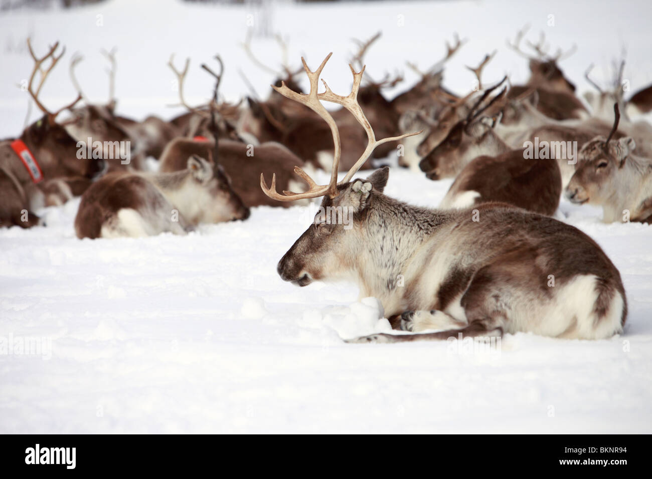 The annual Sami springtime reindeer migration from Stubba nr Gällivare ...