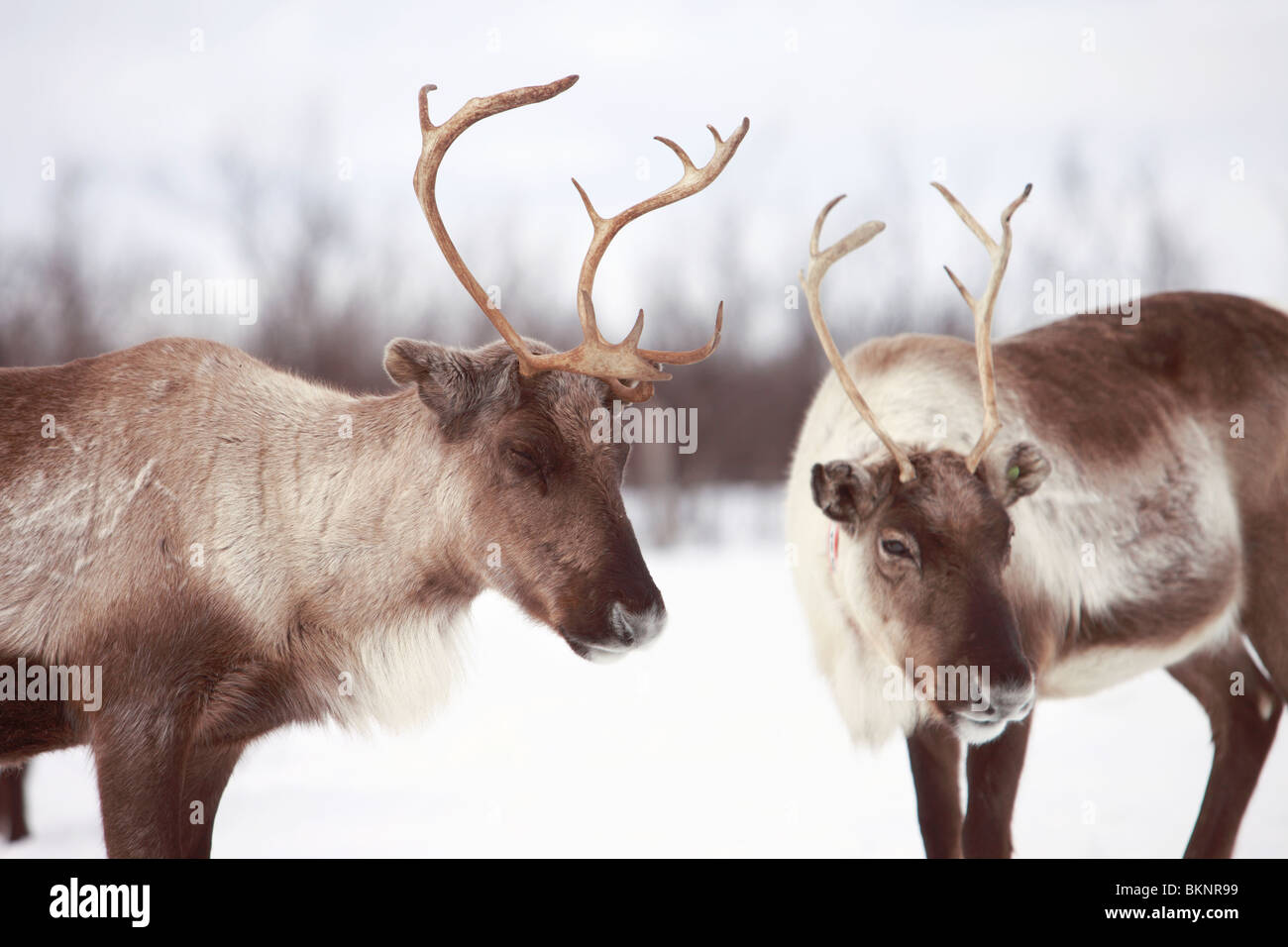 The annual Sami springtime reindeer migration from Stubba nr Gällivare ...