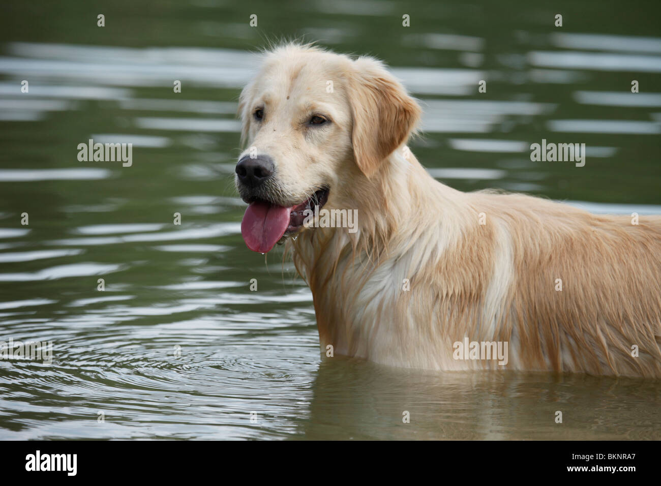 Golden Retriever Rüde / male Golden Retriever Stock Photo - Alamy